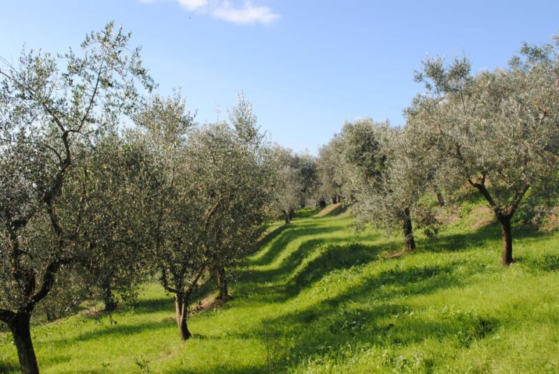Crete: Melidoni Cave, Honey, Olive Oil & Reptisland - Frequently Asked Questions