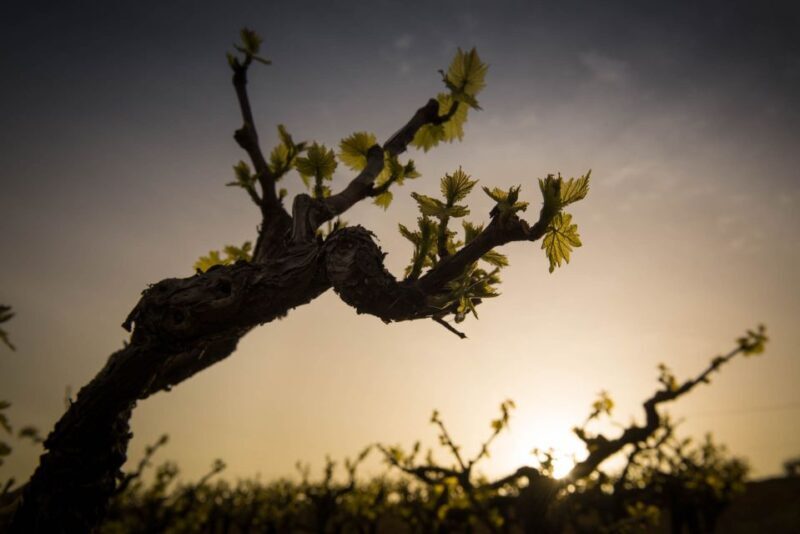 Crete: Olive, Wine, & Raki on a Flavorful Culinary Journey - A Detailed Look at the Experience