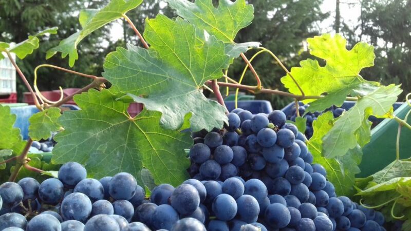 Crete: Olive, Wine, & Raki on a Flavorful Culinary Journey - FAQs
