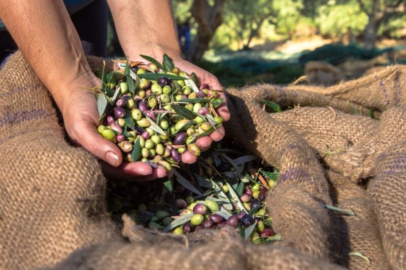 Crete: Olive, Wine, & Raki on a Flavorful Culinary Journey - Final Thoughts