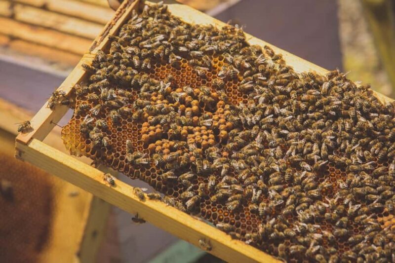 Crete: Rouvas Forest Truffle Hunt and Beekeeping Experience - Key Points