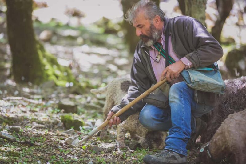 Crete: Rouvas Forest Truffle Hunt and Beekeeping Experience - Why This Tour Is a Great Choice