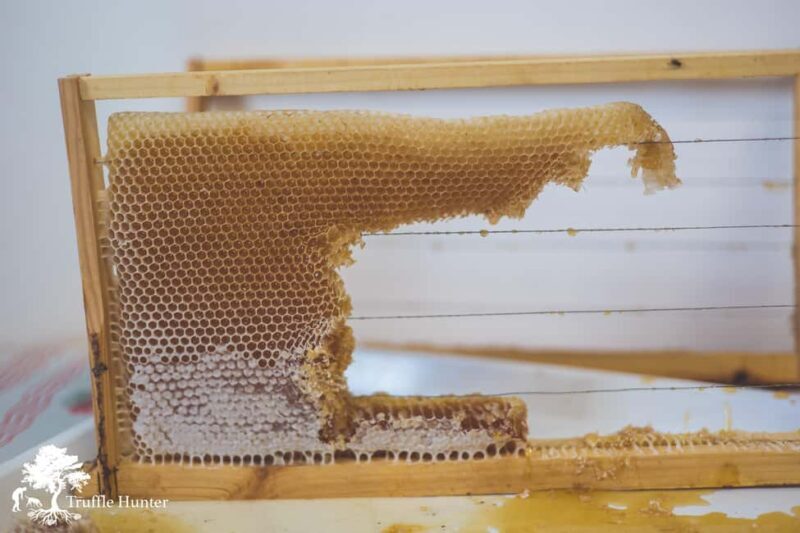Crete: Rouvas Forest Truffle Hunt and Beekeeping Experience - The Sum Up
