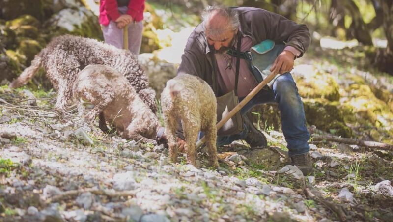 Crete: Rouvas Forest Truffle Hunt and Beekeeping Experience - FAQ