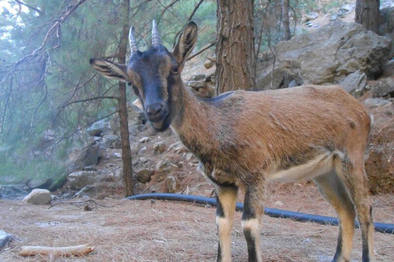 Crete: Samaria Gorge Hiking with transfer and expert Escort - FAQ
