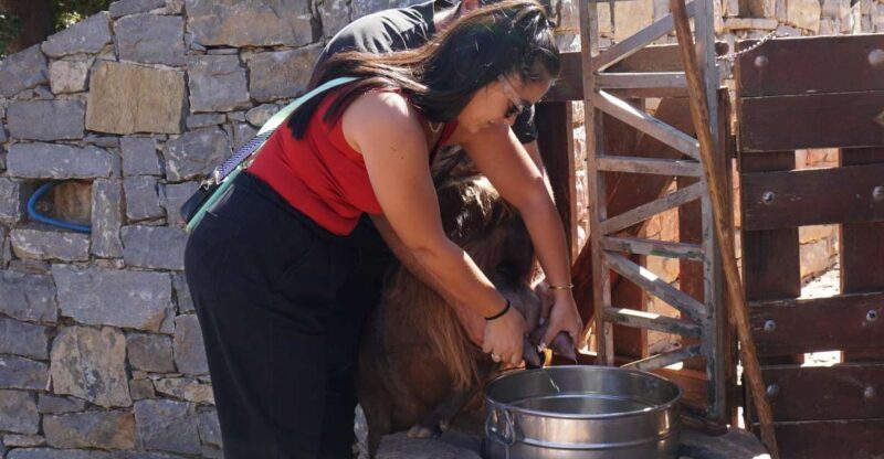 Crete: Shepherds Life & Psiloritis Mountain Tour with Meal - Key Points
