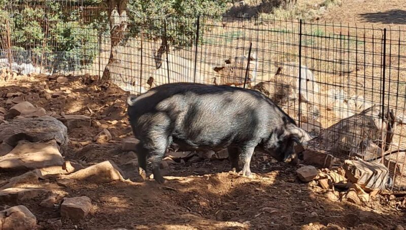 Crete: Shepherds Life & Psiloritis Mountain Tour with Meal - Who Will Love This Tour?
