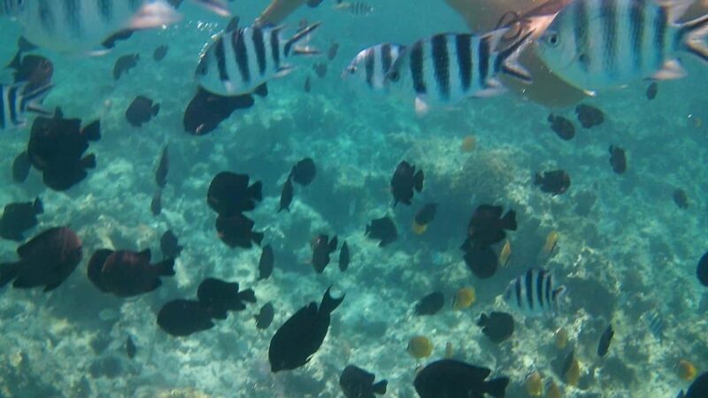 Crete: Snorkel Cretes Hidden Coves by Boat - What Makes This Tour Stand Out
