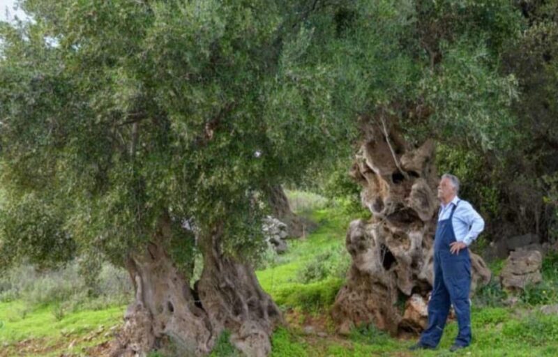 Crete: Spinalonga, Agios Nikolaos and Olive Oil Farm Tour - Final Thoughts