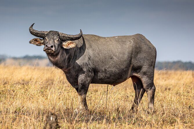 Croc Country Safaris - The Sum Up