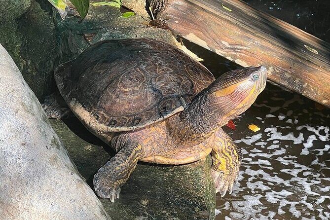 Crocodiles and Turtles Ecological Tour - The Sum Up: An Authentic Encounter with Oaxaca’s Unique Ecosystems