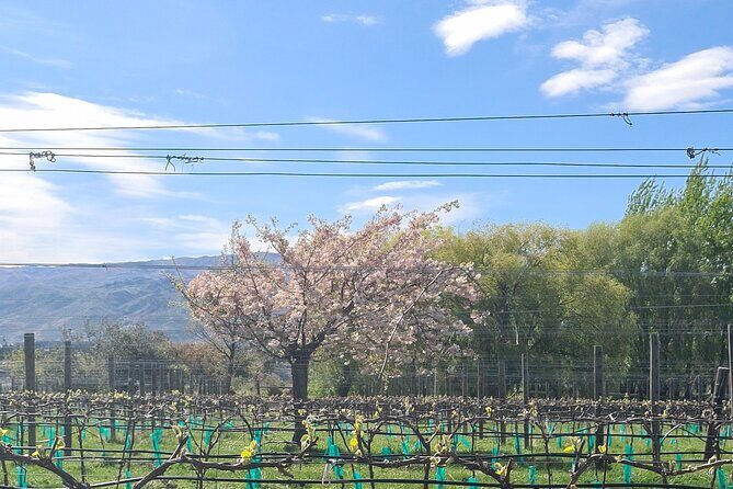 Cromwell Wine Tasting Tour using Classic Car - Who Will Love This Tour?