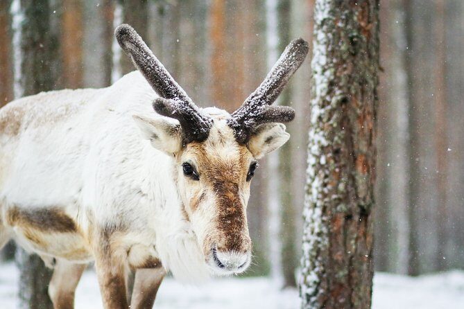 Cross-Country Skiing Trip - An In-Depth Look at the Cross-Country Skiing Tour