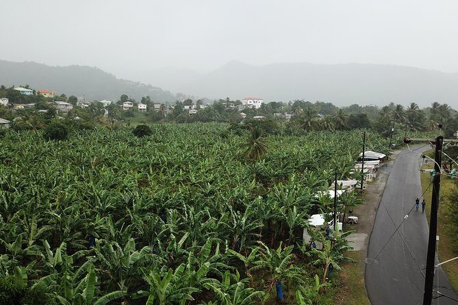 Cruise Excursions in St. Lucia - The Sum Up: Is This Tour Right for You?