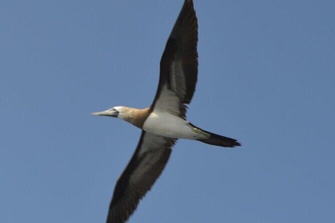Cruise in Marietas Island with Lunch and Open Bar - What You’ll Really Value
