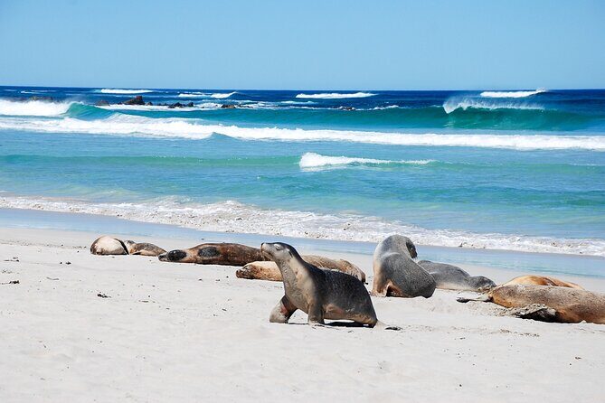Cruise Ship Flinders Chase Tour - An In-Depth Look at the Kangaroo Island Experience