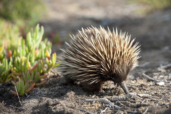 CRUISE SHIP Wildlife Tour - An In-Depth Look at the Wildlife Tour