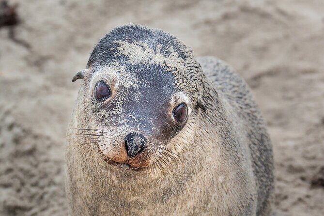 CRUISE SHIP Wildlife Tour - FAQ