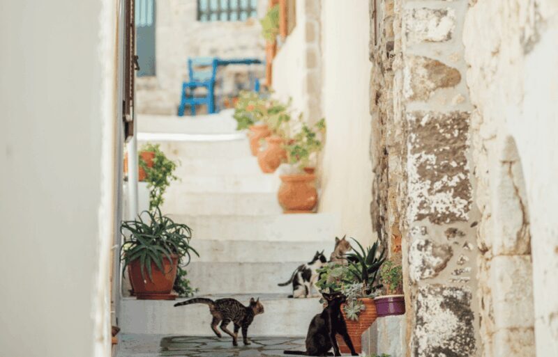Cruise to Nisyros: Volcano, Nikia Village & Mandraki Trip - Who Will Love This Tour?