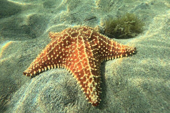 Cruise to the Grand Ass DE Sac in an open air aquarium - Frequently Asked Questions