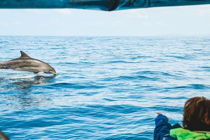 Cruise with Dolphins in Byron Bay - An In-Depth Look at the Experience