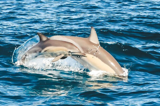 Cruise with Dolphins in Byron Bay - The Sum Up