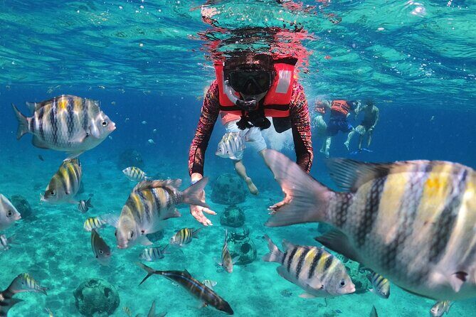 Crusers only Under the Sea of Cozumel - Key Points