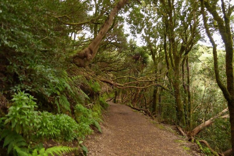 Cruz del Carmen: Hiking in Anaga with Local Food Products - Exploring the Itinerary: What You Can Expect