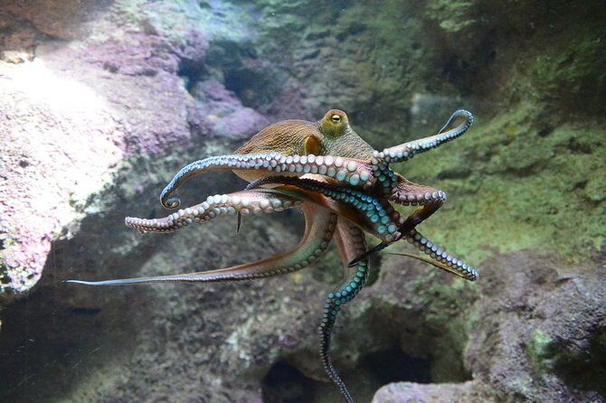 Crystal Caves, Aquarium, City of Hamilton and Ferry - Practical Details: What To Expect