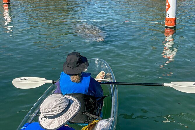 Crystal River Florida: Clear Kayak Guided Manatee Eco-Tour - A Closer Look at the Experience