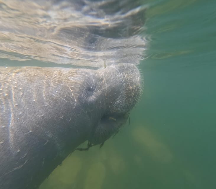 Crystal River: Guided Manatee Snorkeling Tour - Real-World Feedback: What Travelers Say