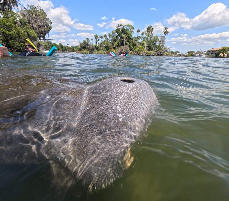 Crystal River: Guided Manatee Snorkeling Tour - FAQ