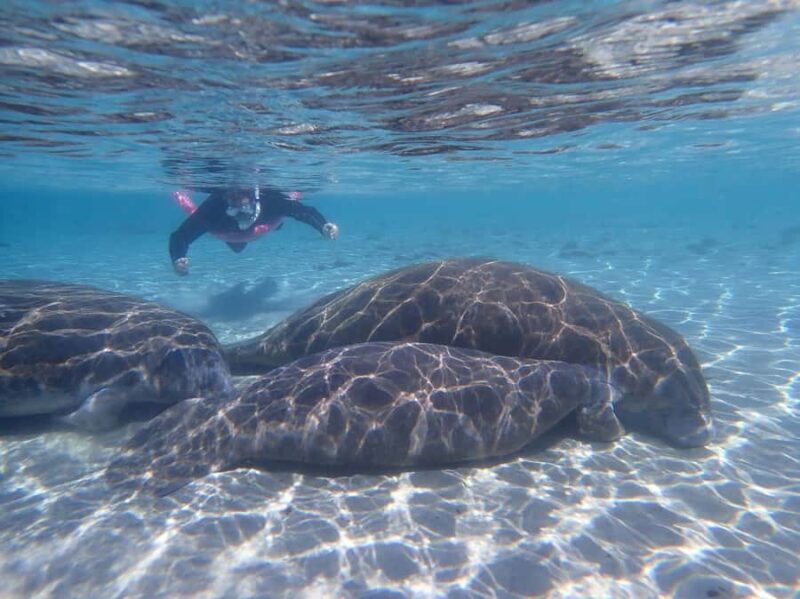 Crystal River: Guided Manatee Tour Heated Boat Free Photos - Authentic Reviews and Insights