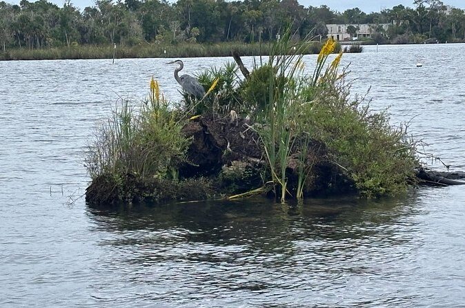 Crystal River: Kings Bay Eco/Sunset Tour - Who Will Love This Tour?