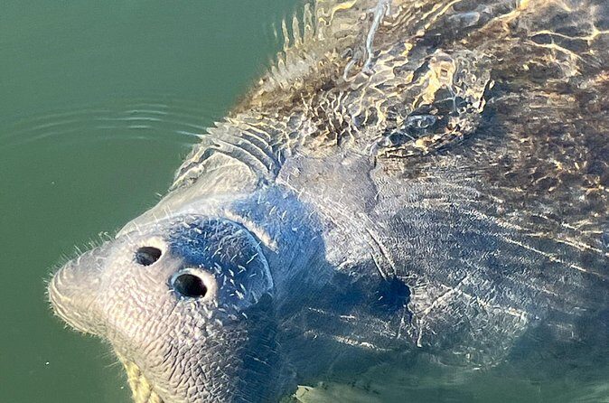 Crystal River: Kings Bay Eco/Sunset Tour - FAQs