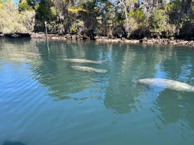Crystal River: Manatee Eco-Tour Boat Ride - Key Points