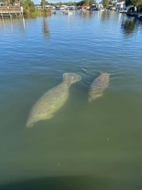 Crystal River: Manatee Eco-Tour Boat Ride - Final Thoughts