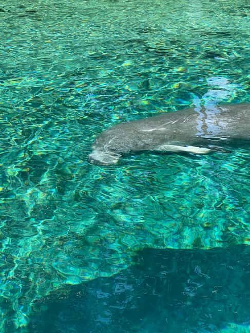 Crystal River: Manatee Season Tour w/ Free Photo Package - Who Is This Tour Best For?