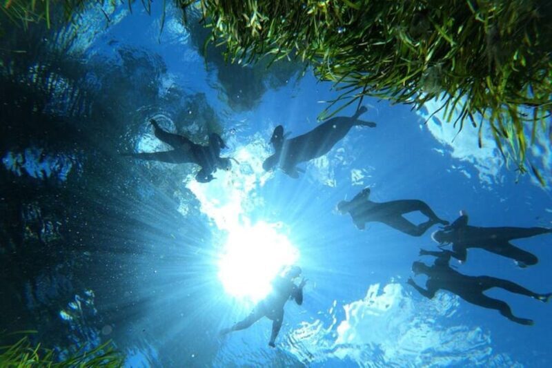 Crystal River: Manatee Snorkel with In-Water Guide - FAQ