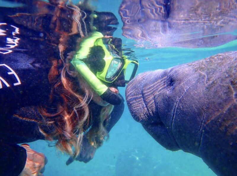Crystal River: Manatee Swim Group Tour - Key Points