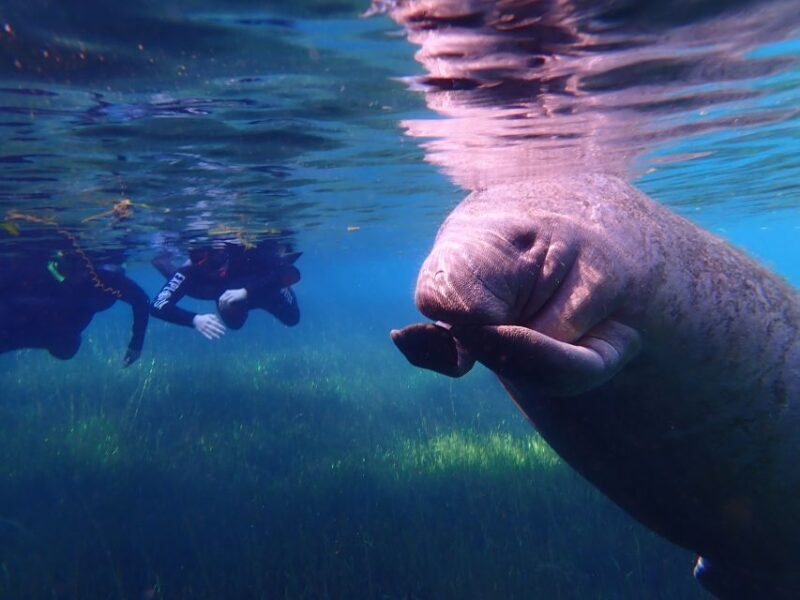 Crystal River: Manatee Swim Group Tour - Authentic Experiences from Reviews