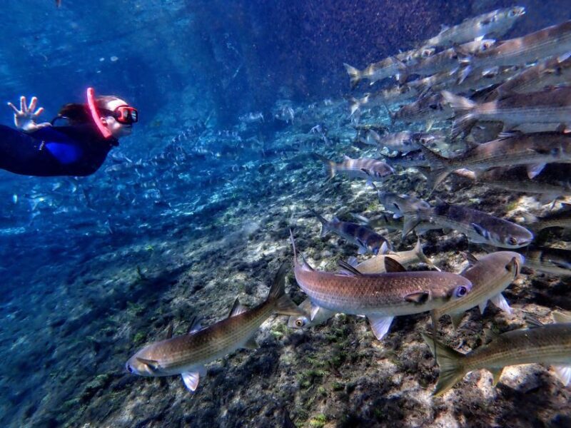 Crystal River: Manatee Swim Group Tour - Who Will Love This Experience?