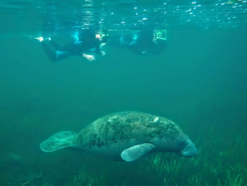 Crystal River: Manatee Swim Group Tour - Practical Tips for Travelers