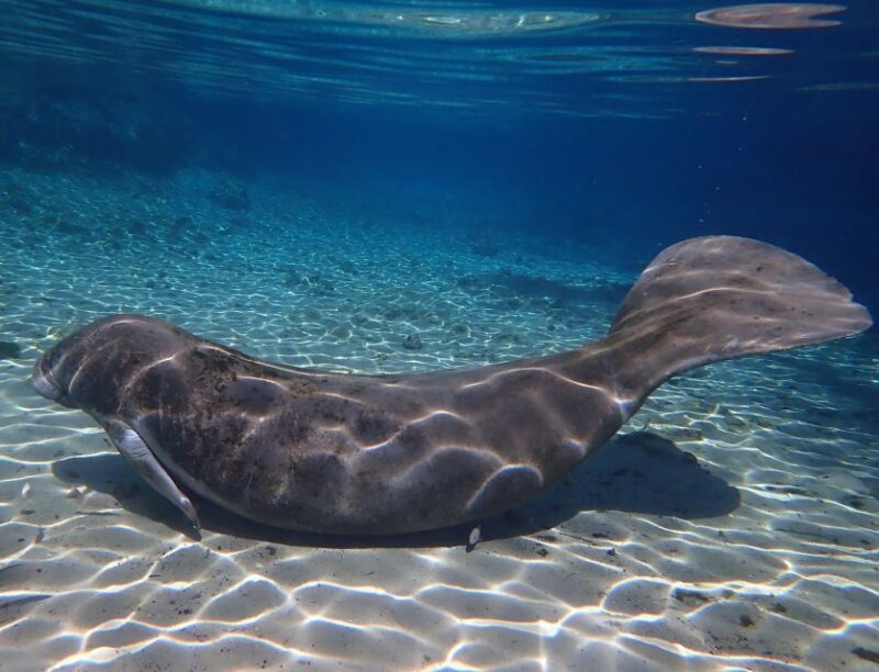 Crystal River: Manatee Swim Group Tour - FAQ