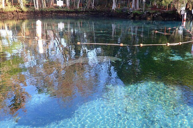 Crystal River Manatee Viewing Cruise - What Makes This Tour Stand Out?
