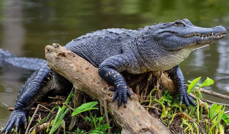Crystal River: Naturalist Guide Eco Wildlife Manatee Tour - Key Points