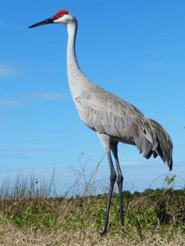 Crystal River: Naturalist Guide Eco Wildlife Manatee Tour - An In-Depth Look at the Experience