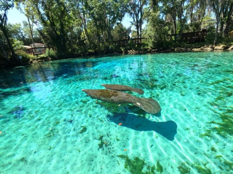 Crystal River: Paddle Board Rental - Practical Tips for Your Paddleboard Adventure