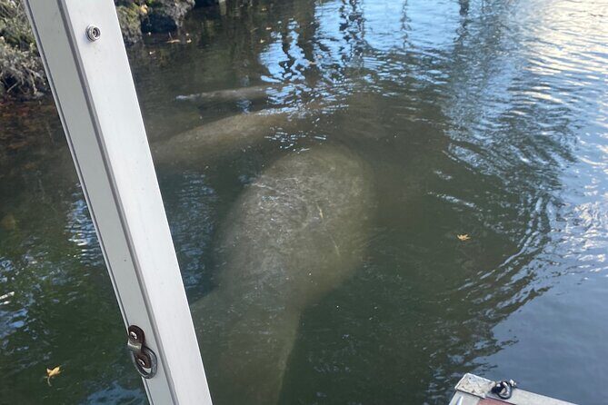 Crystal River: Private Manatee Boat Tour - Why Its Worth the Price
