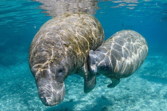 Crystal River - Private Manatee Snorkel Tour - Analyzing the Price and Value